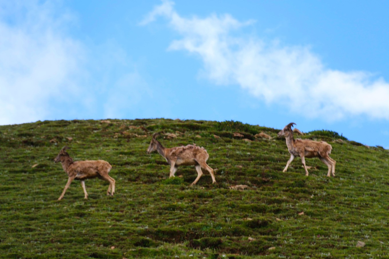 Most Exciting Encounters, Wildest Wildlife (Walk Together) - iNEWS