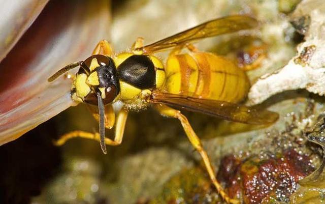 10 Most Dangerous and Poisonous Bees in the World - iNEWS