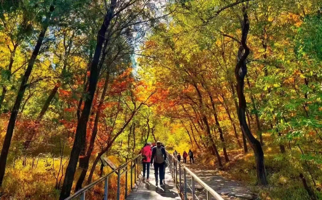 The layers of forest are dyed in Baiwang Mountain and the leaves are ...