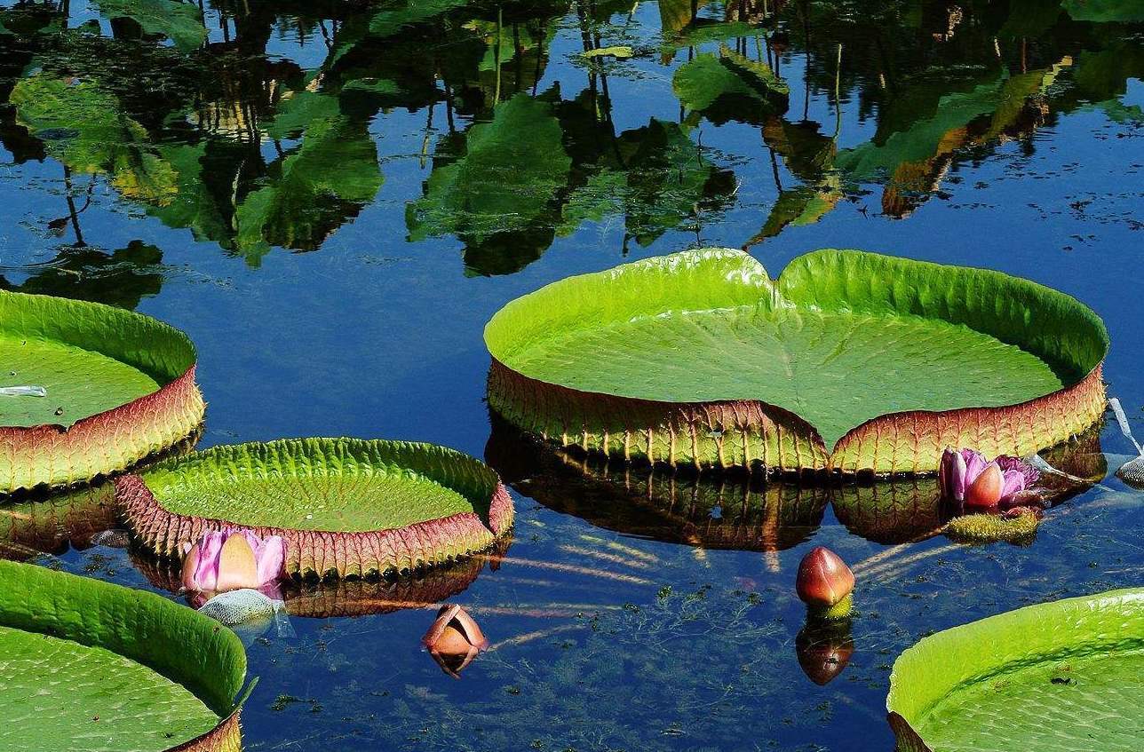 The eight most magical flowers in the world - iNEWS