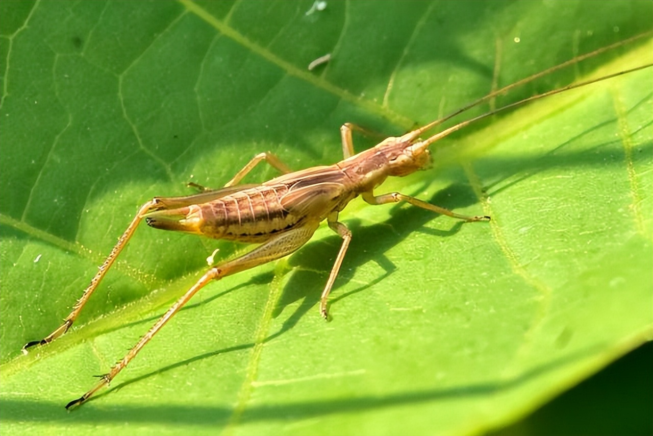 Data from study covering 200 insect species points to increasing ...