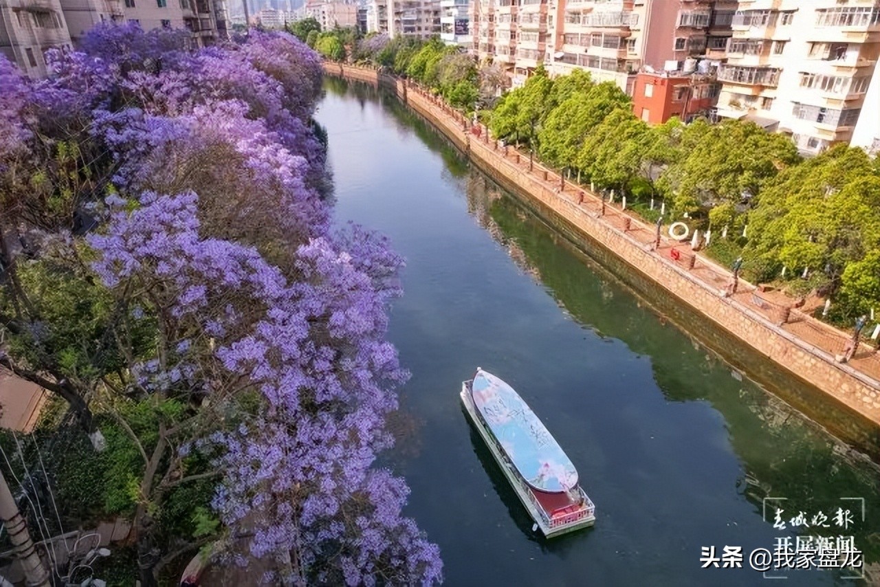 In Panlong, take a cruise, enjoy the jacaranda... - iNEWS