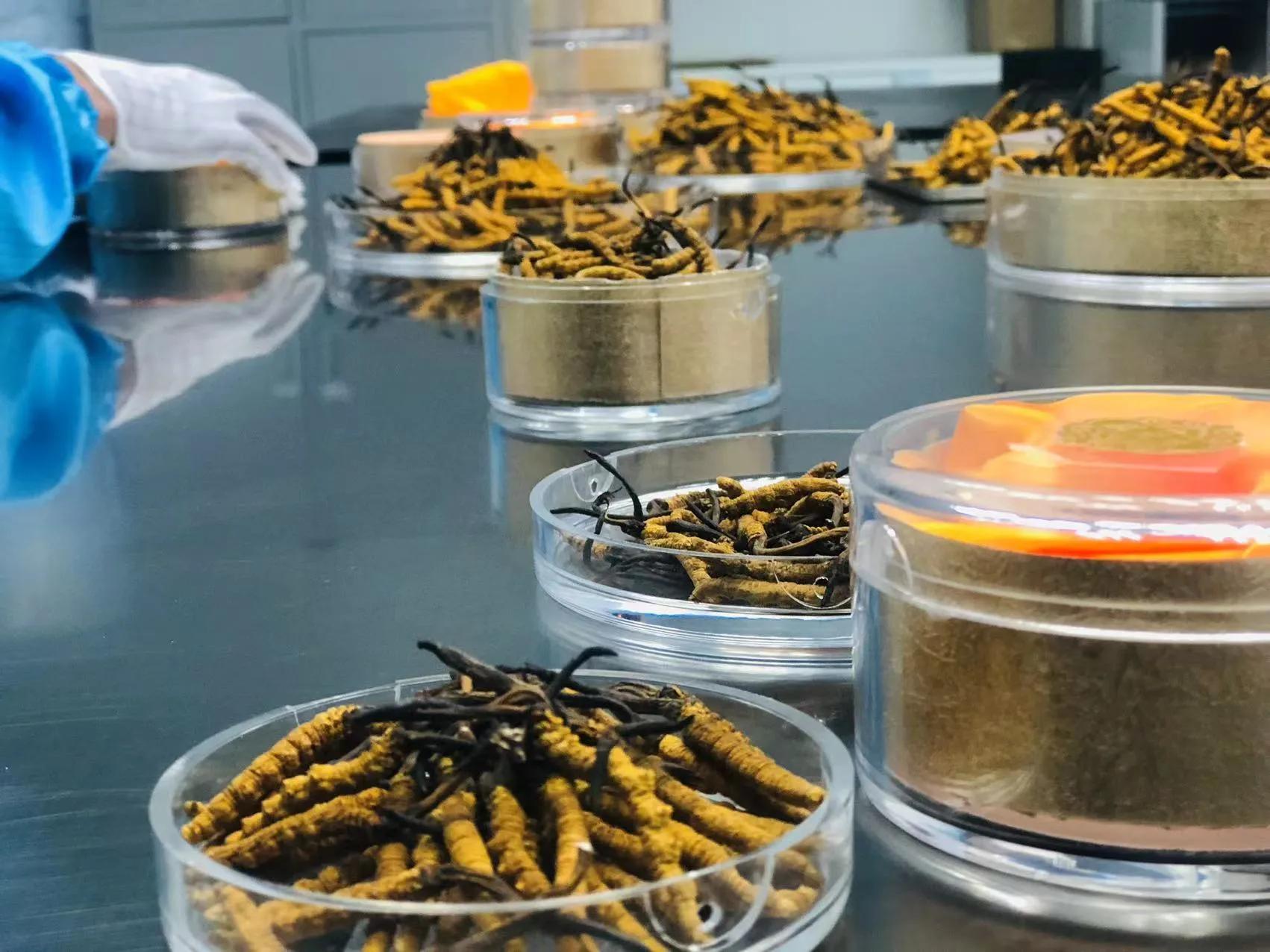 The main components and identification methods of Cordyceps sinensis ...