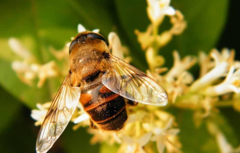 The Miracle of Worker Bees: How They Can Create Sweet Honey in Their Short Lives - iNEWS