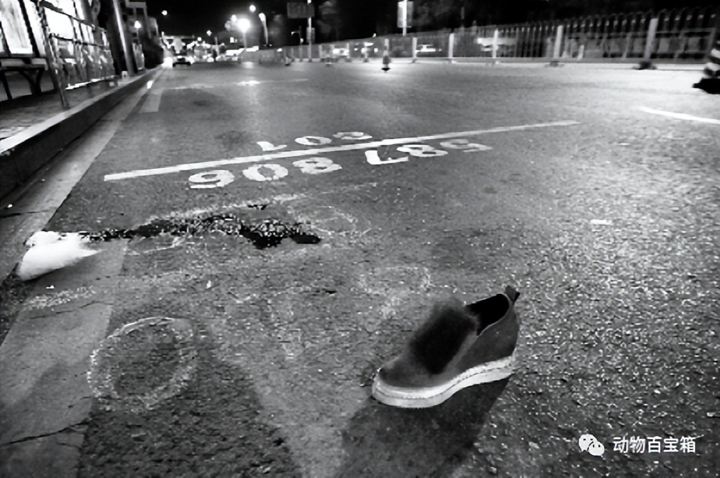 Why is it said that after a car accident, as long as the shoe is ...