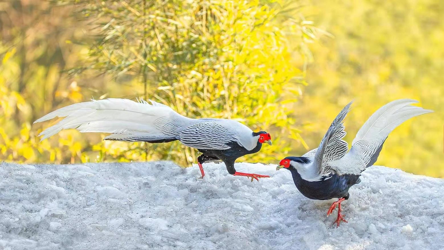 What are the historical origins and protection measures of the rare ...