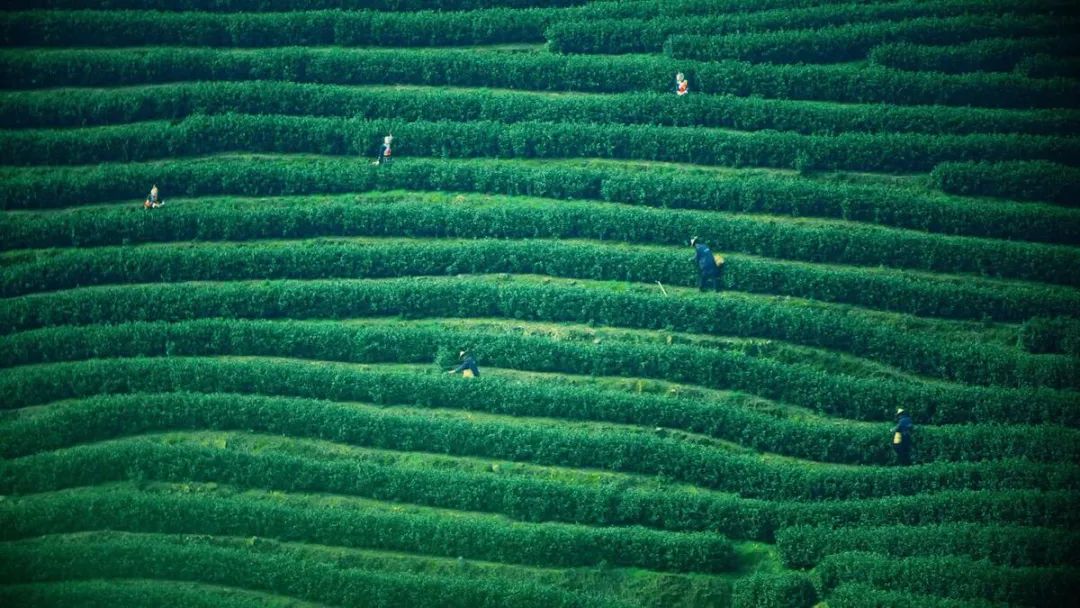 A cup of Pingyang Yellow Soup is fragrant in the land of Kyushu - iNEWS