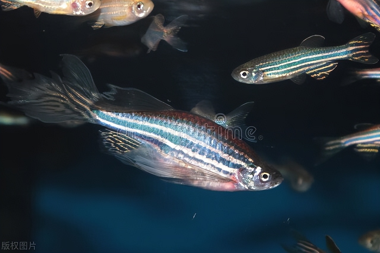 Raising zebrafish in the lab, you need to know these things! - iMedia