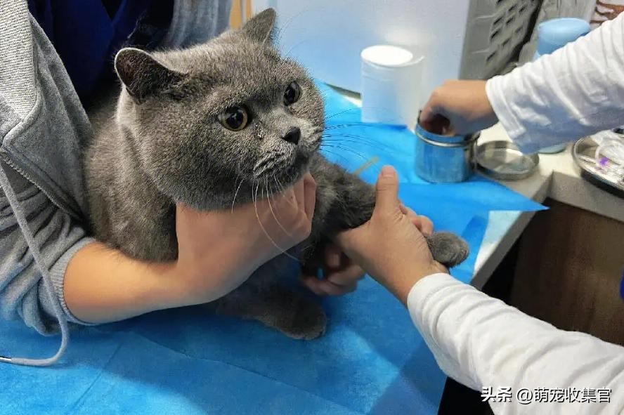 Do you know these behaviors that chronically harm cats? - iNEWS