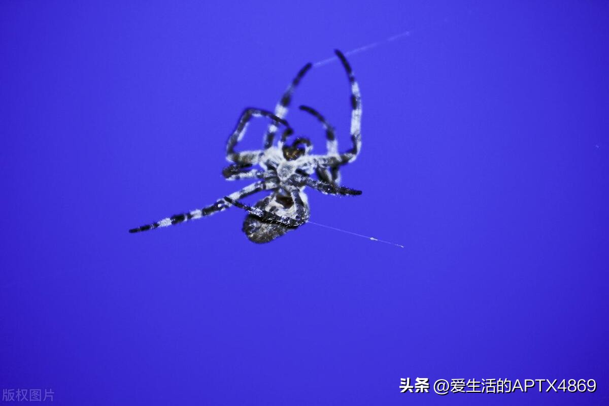 The Wonderful Spider World: Exploring the Making of Spider Silk and Web ...