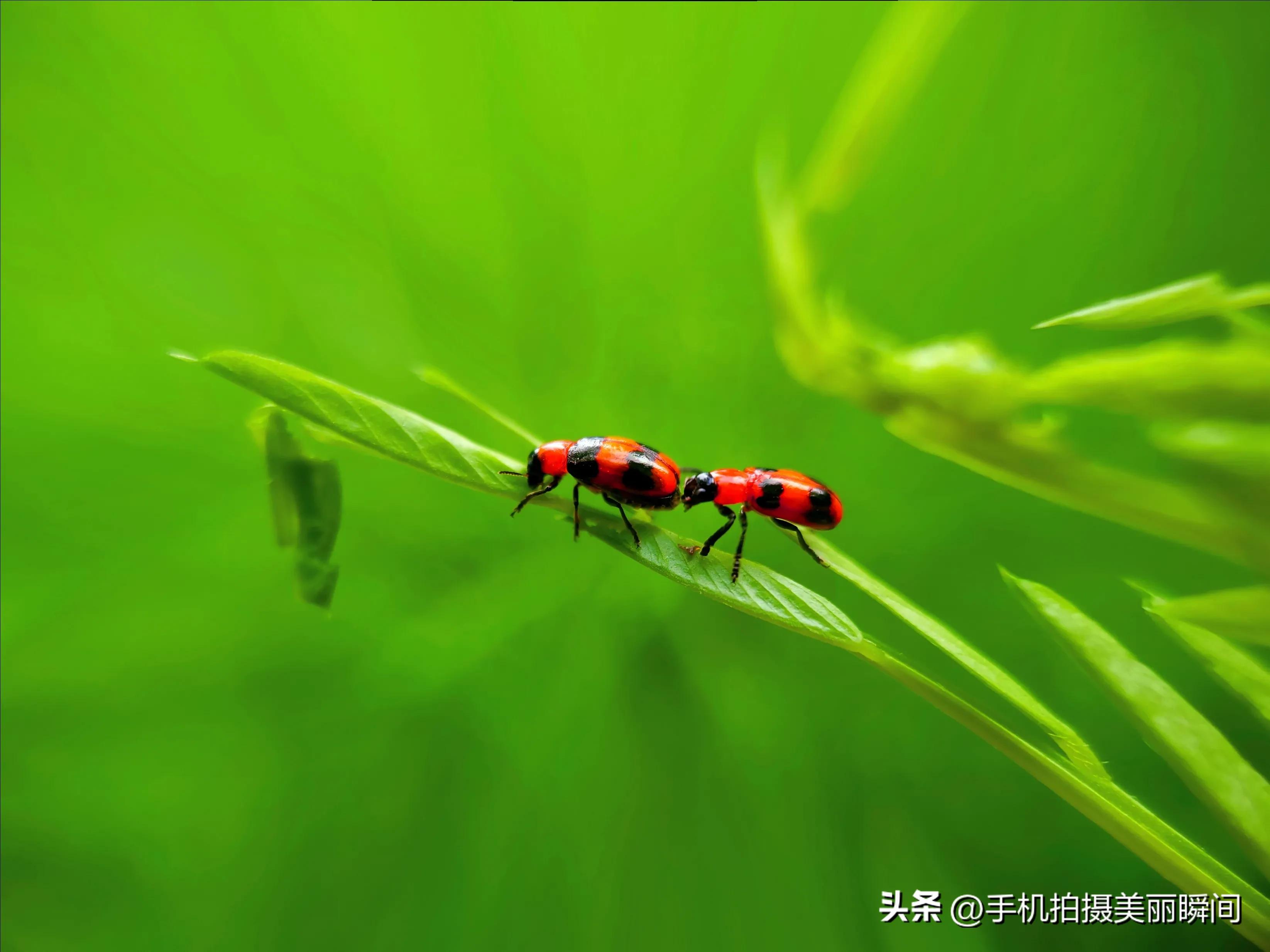 How to focus on photographing insects with a mobile phone - iNEWS