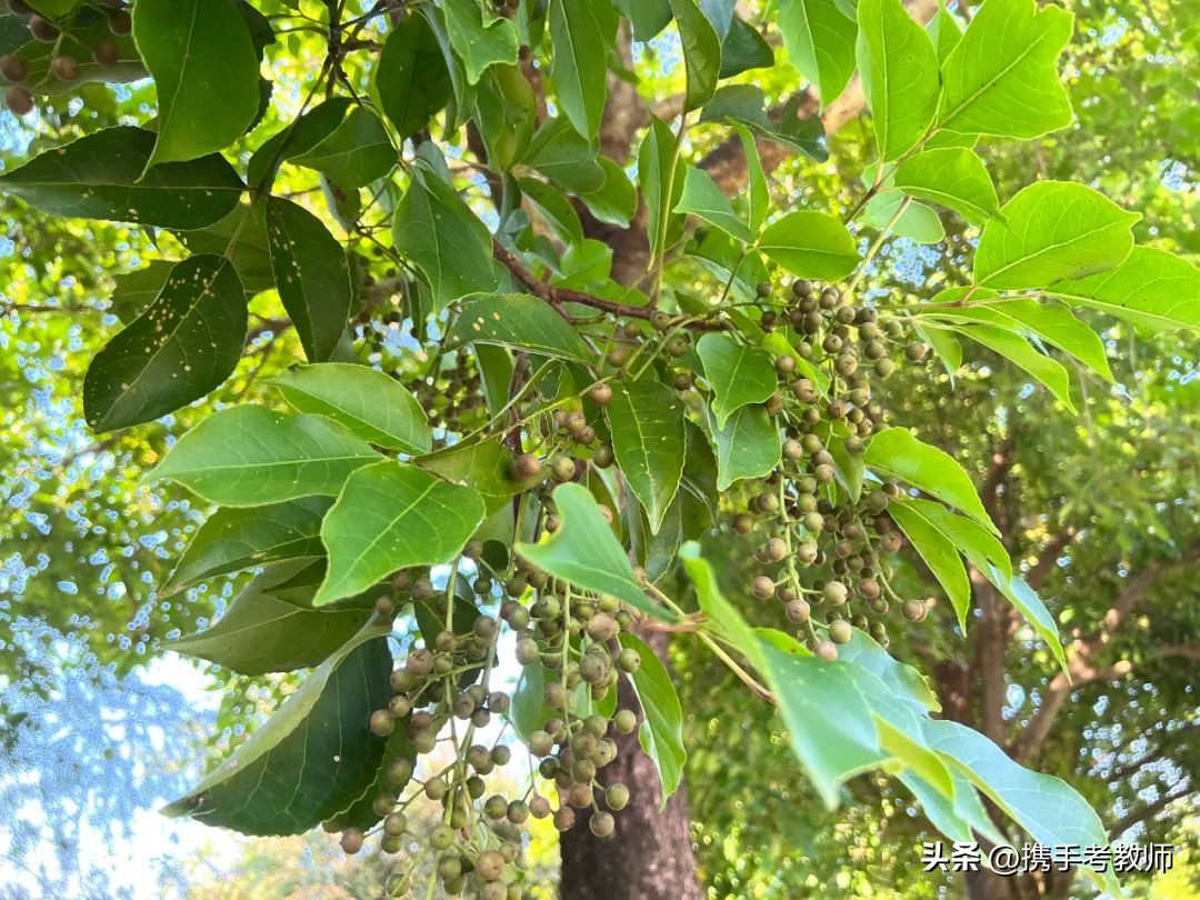 "Biology Column" Qiu Feng - iNEWS