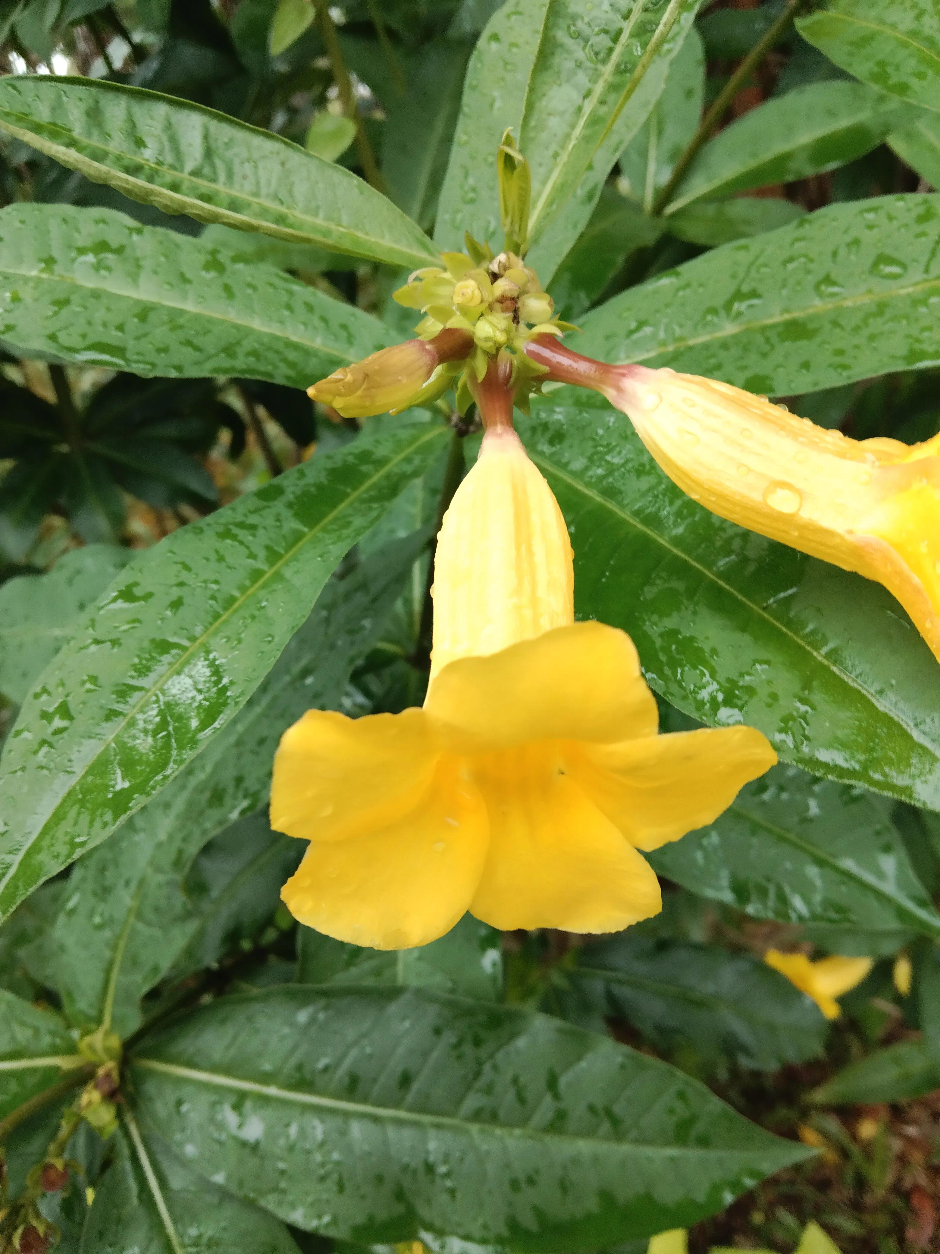 Soft branch yellow cicada, blooming with happy colors - iMedia