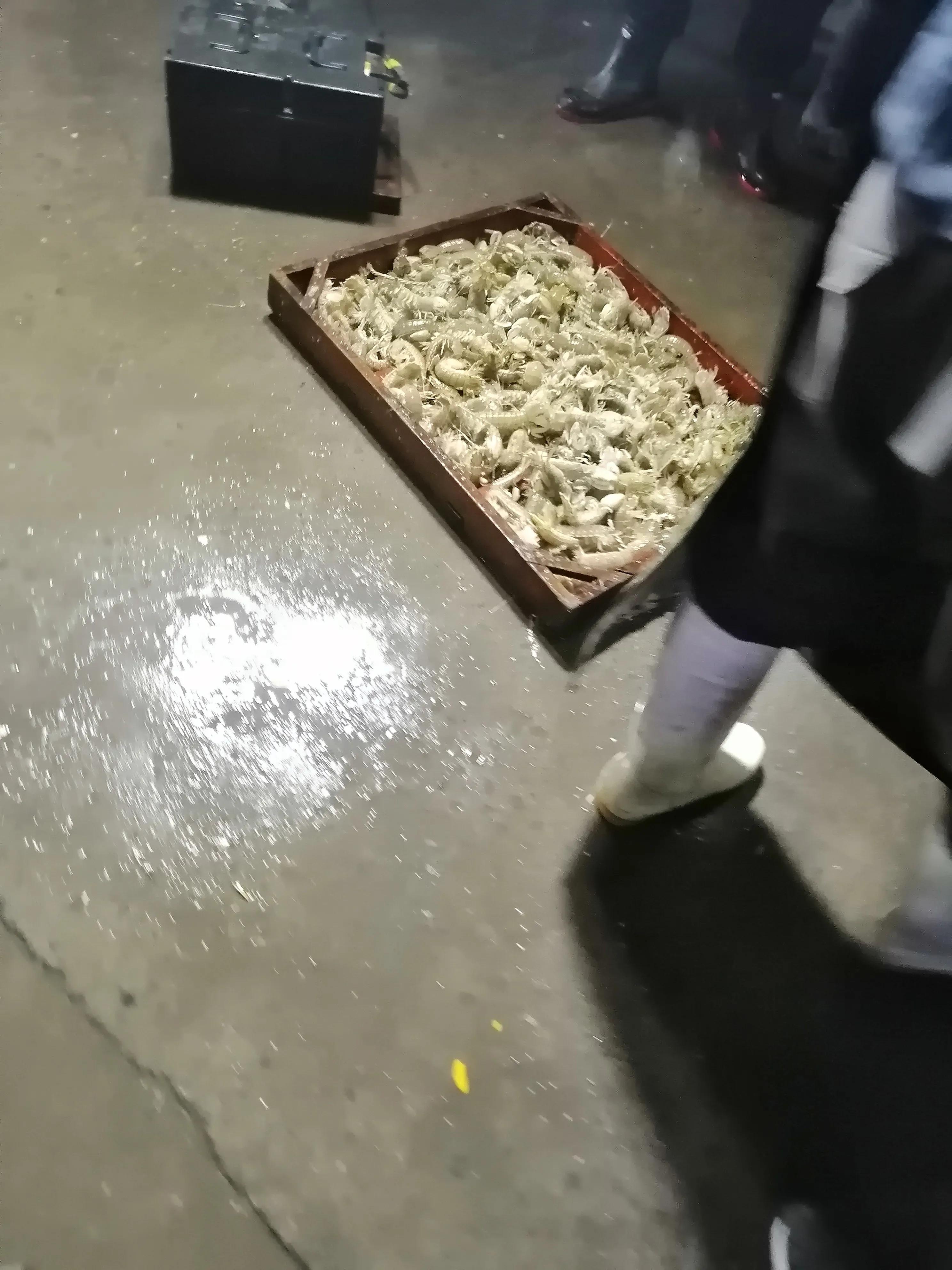 The price of crayfish today can completely achieve lobster freedom - iMedia