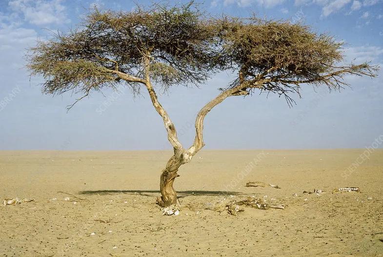 It is the loneliest tree in the world! - iMedia