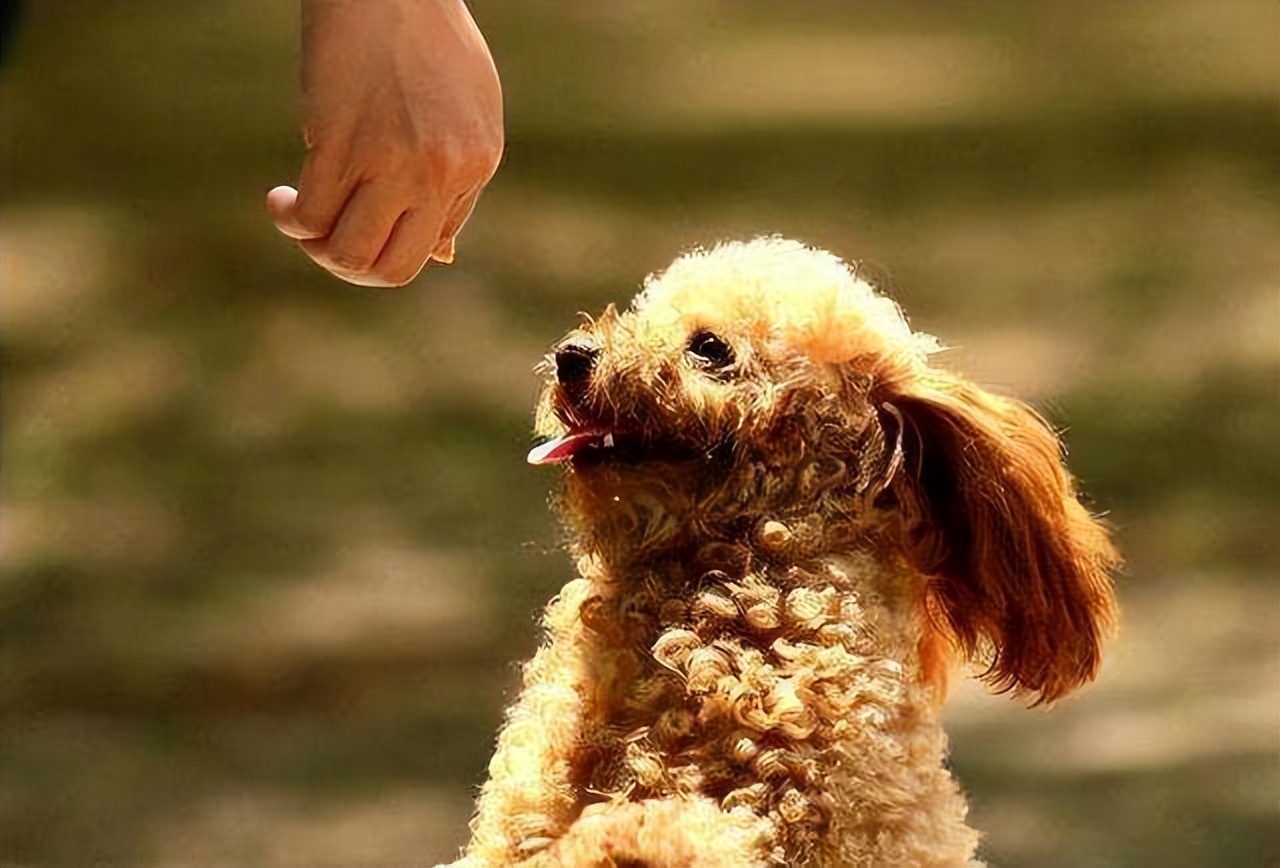The more "teddy" likes a person, the more he likes to do these things ...
