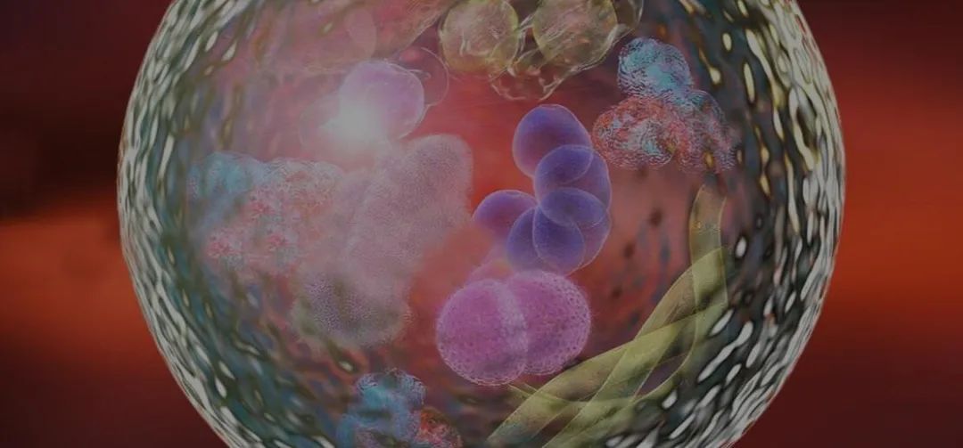 FDA approves Xenpozyme to treat acid sphingomyelinase deficiency - iNEWS