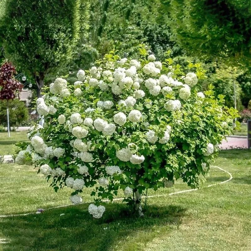 If you have a yard at home, you must plant these kinds of hydrangeas ...