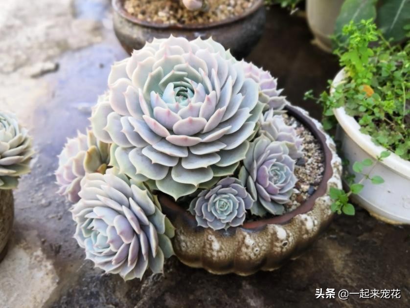 Succulent sisters Lucina and Linalien, each has its own merits and is ...