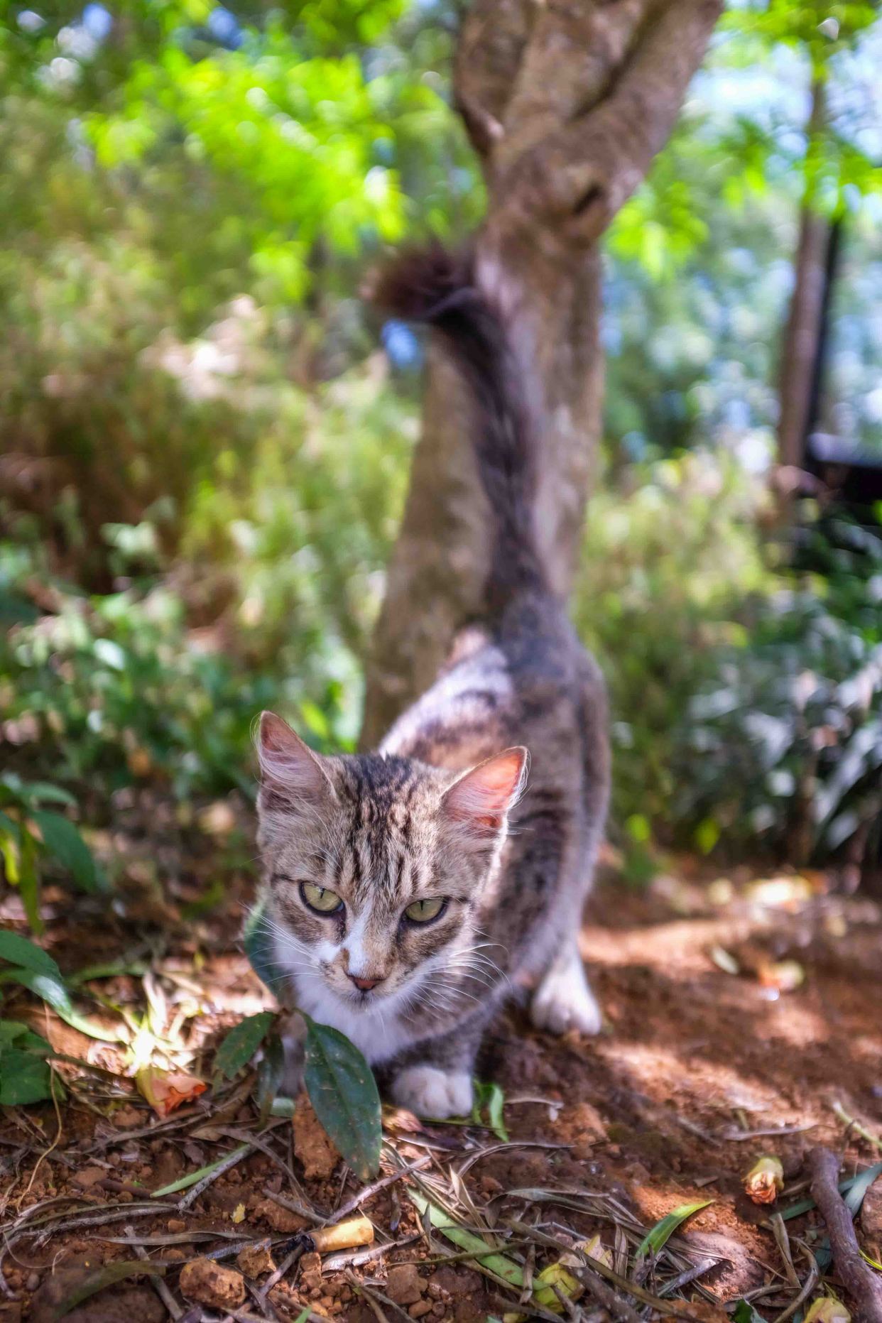The seven-color soil of Mauritius, the colorful ground rainbow, is a ...