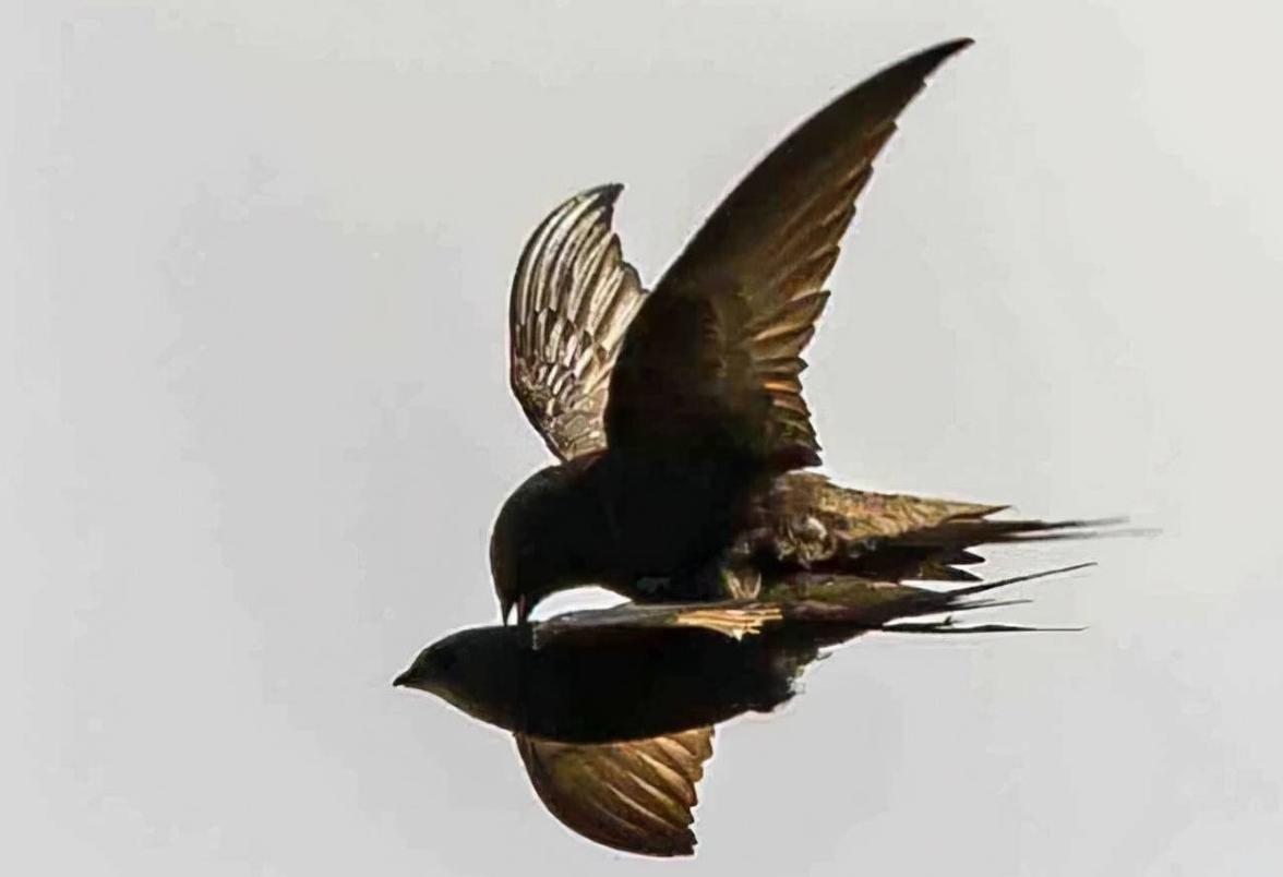Swifts that fly and sleep are almost dead when they land. How do they ...