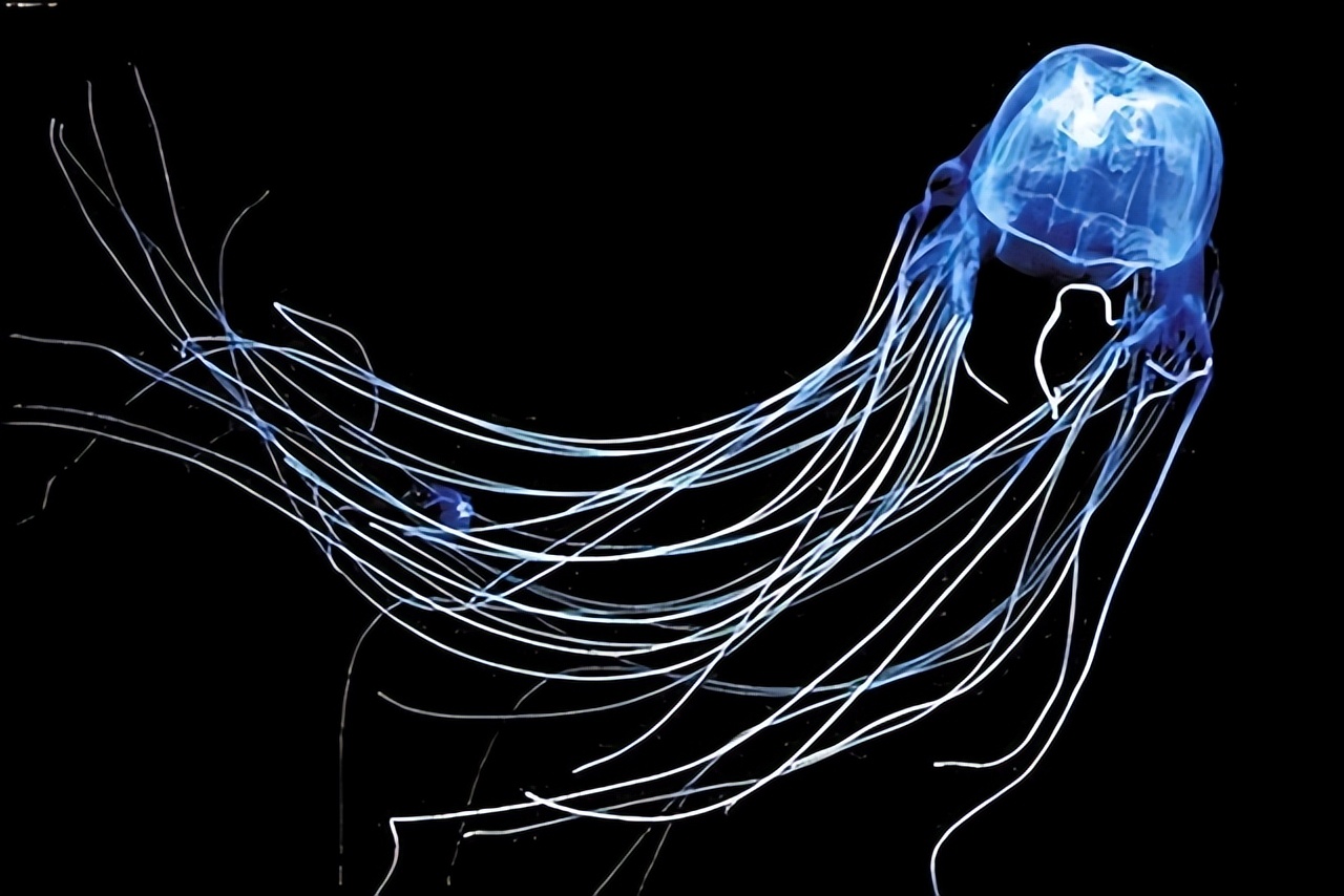 The fantastically beautiful box jellyfish, which looks like a box, is ...