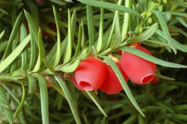 More than 3,000 wild yew trees were found in Jiangxi, and the trees are ...