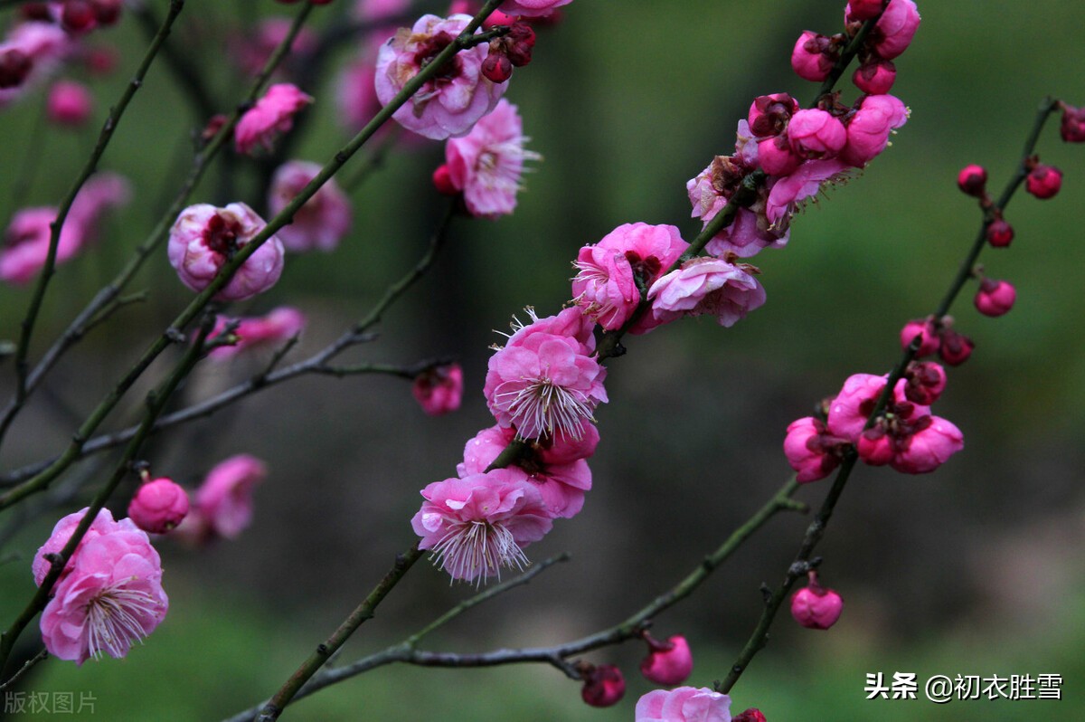Five Poems of Plum Blossoms in Cold Spring - iNEWS