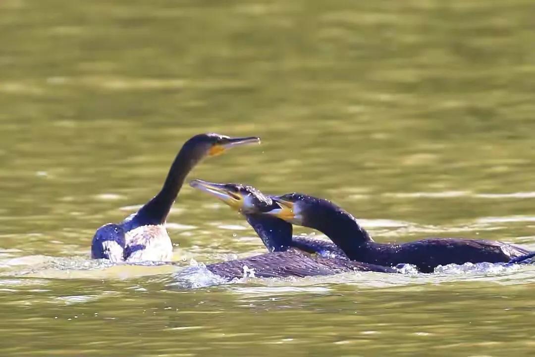 Why do cormorants fight? - iNEWS