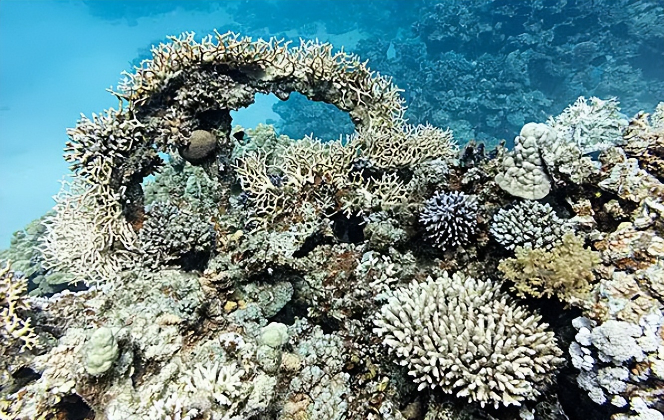 Colonization of animals, analysis of specimens in geographic databases ...