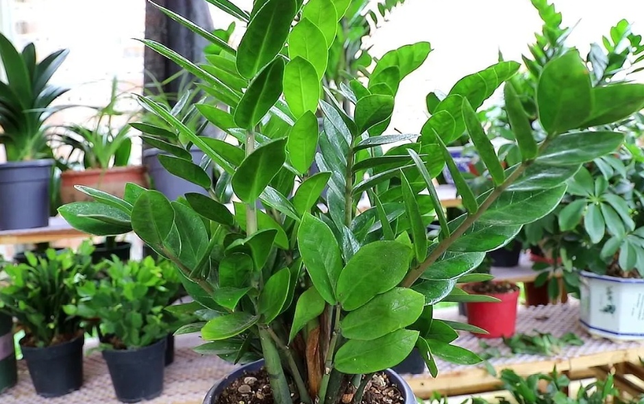 6 kinds of "wealth trees", with lush branches and leaves, good meaning ...