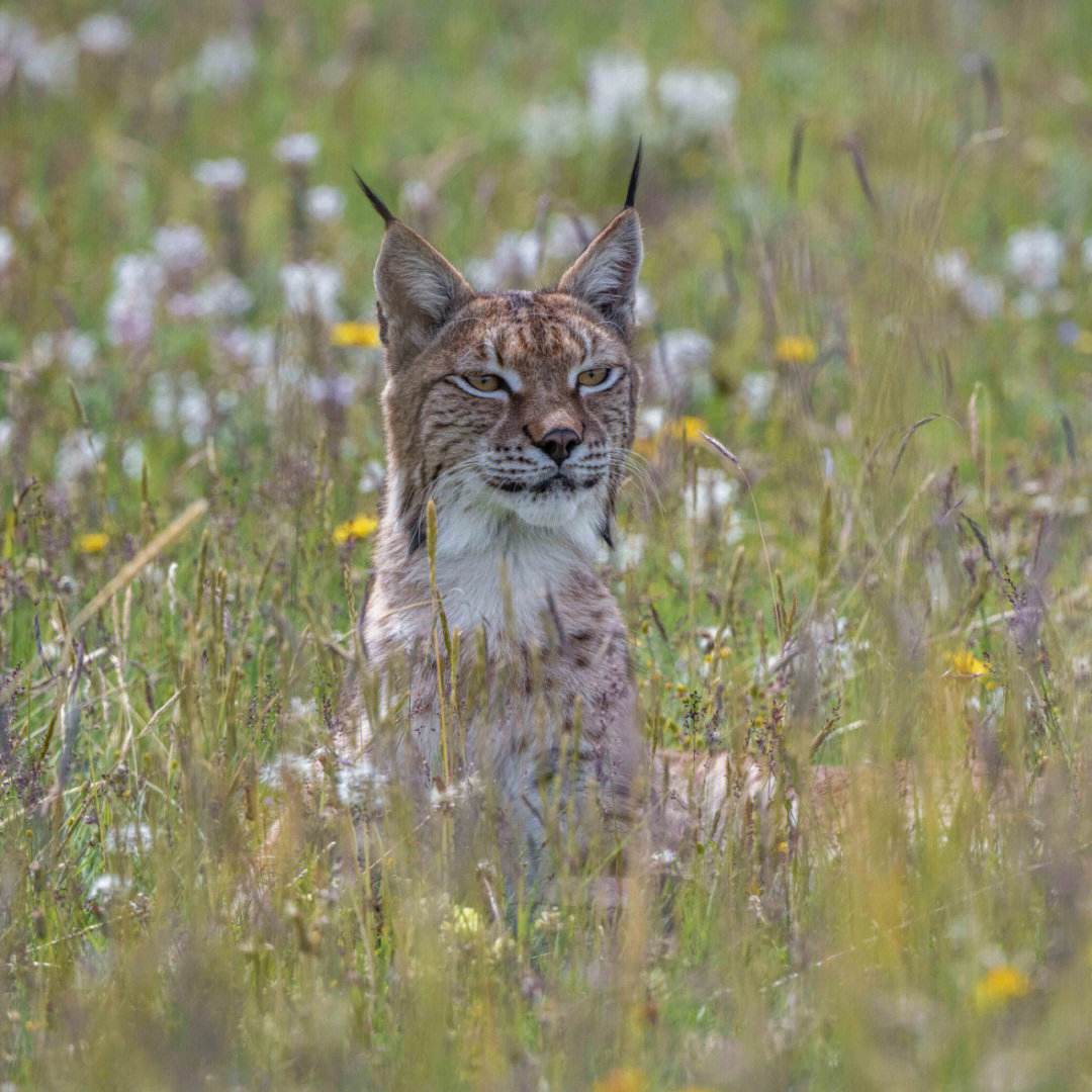 Following the Shadow of the Mountaintop: Exploring Lynx Ecology and ...