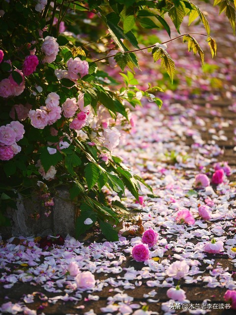 Things have success or failure, people have ups and downs, flowers can ...