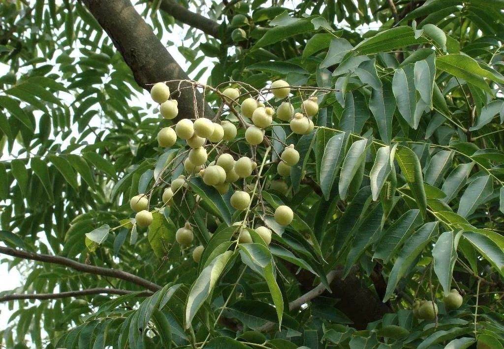 As a rural saying goes: Three things bring wealth, and four trees bring ...