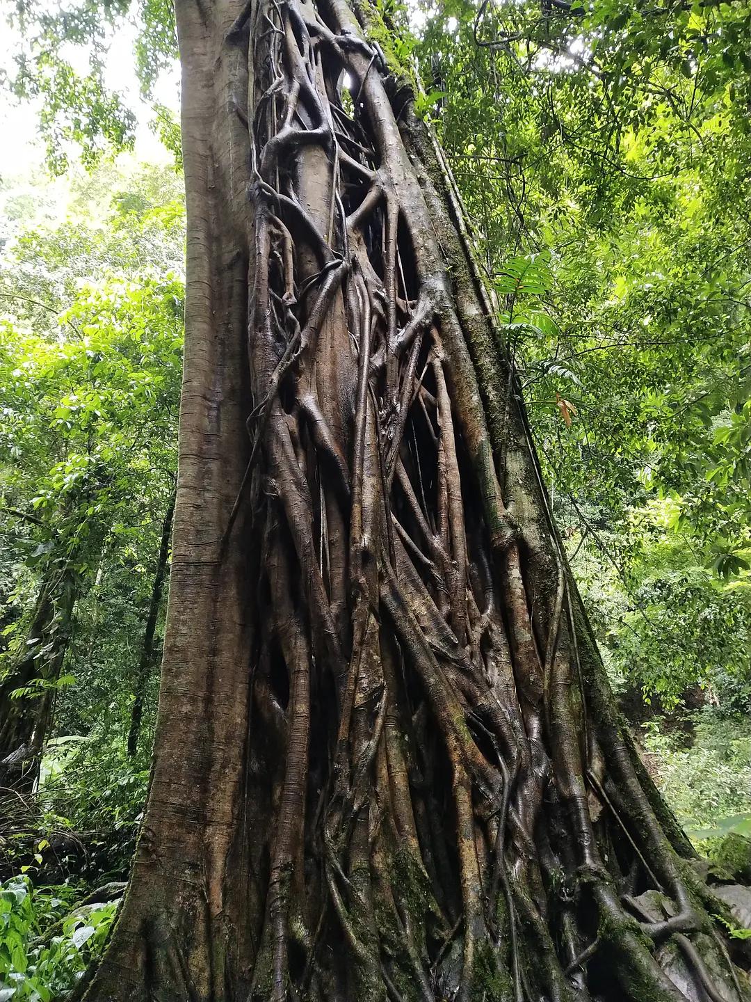 Rainforest hike - iNEWS