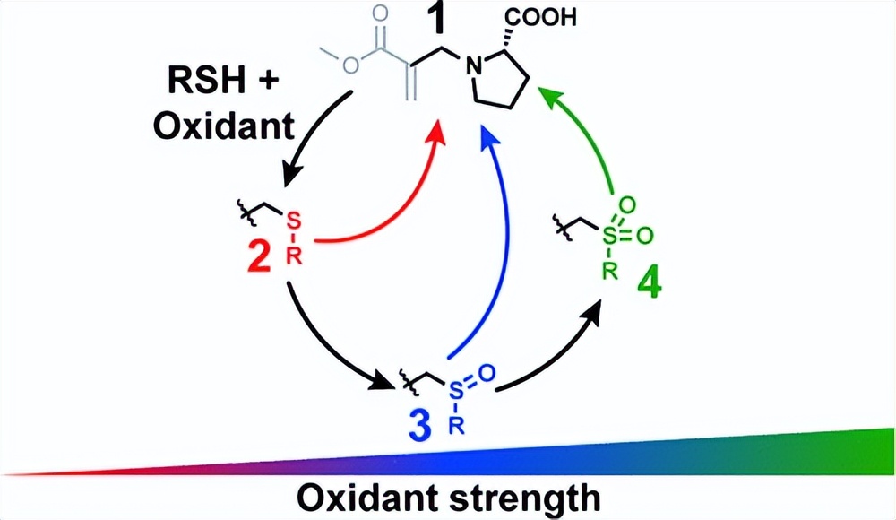 Redox-controlled shunting in synthetic chemical reaction cycles - iNEWS
