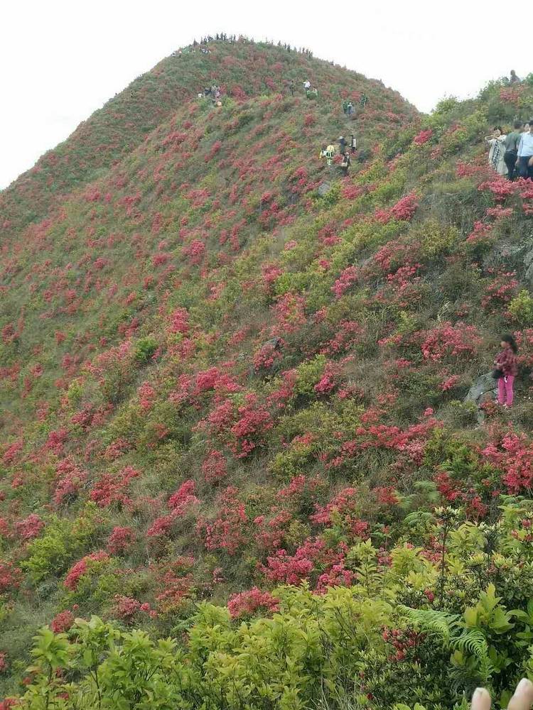 In spring, go to Douhongpo, the highest peak in Baise Longlin, to see ...