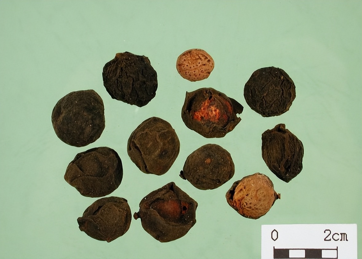 Take you to identify Ume - iNEWS