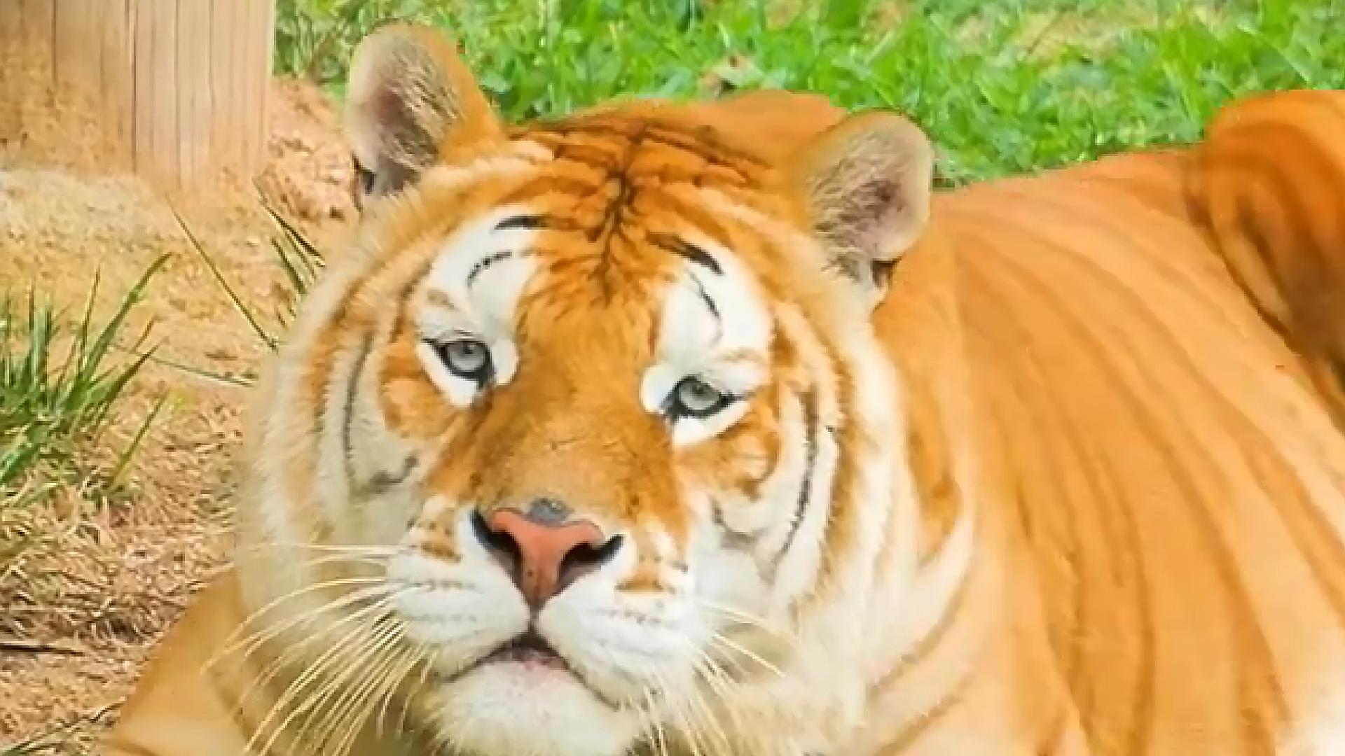 A mutant tiger appeared in Shennongjia, which may be a rare "guoshan ...
