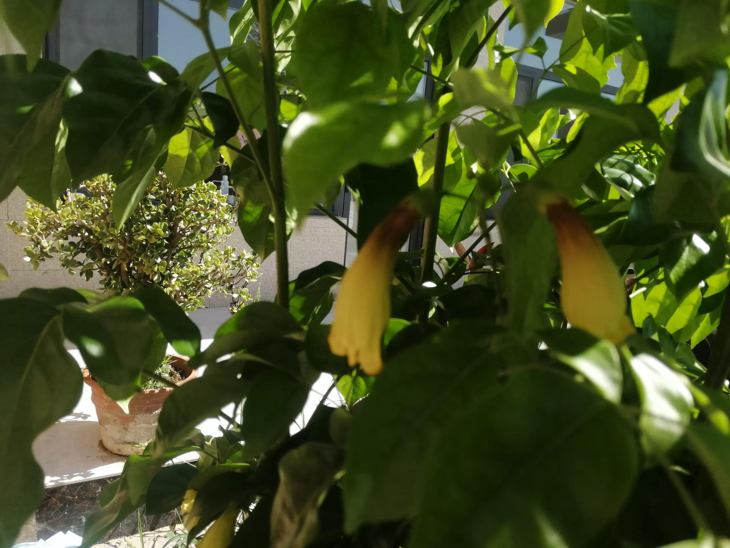 The tree of happiness is blooming - iNEWS