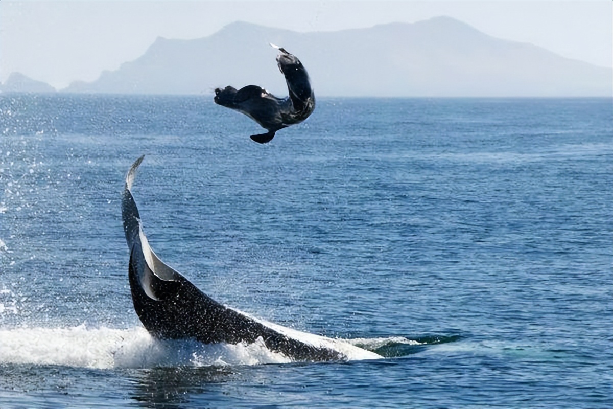 Killer whales have no venom, but they can paralyze their prey instantly ...