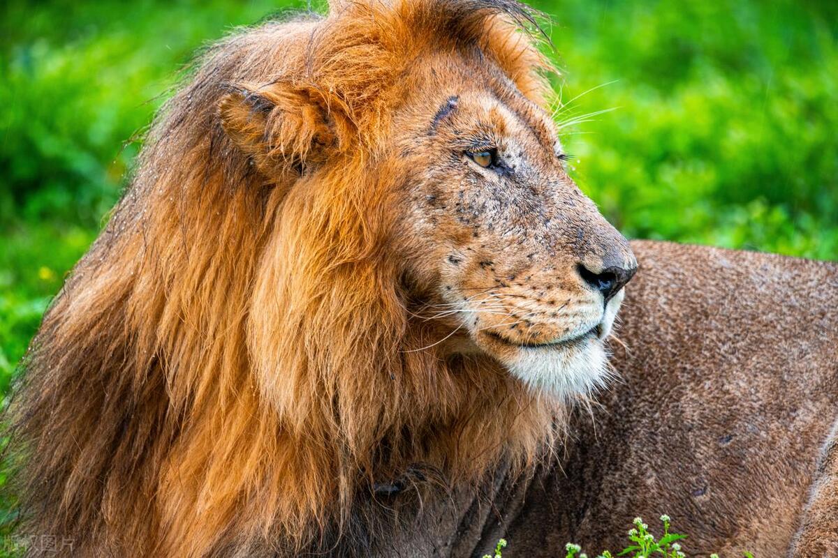 The legendary story of Zeus, the lion king, swept across the entire ...