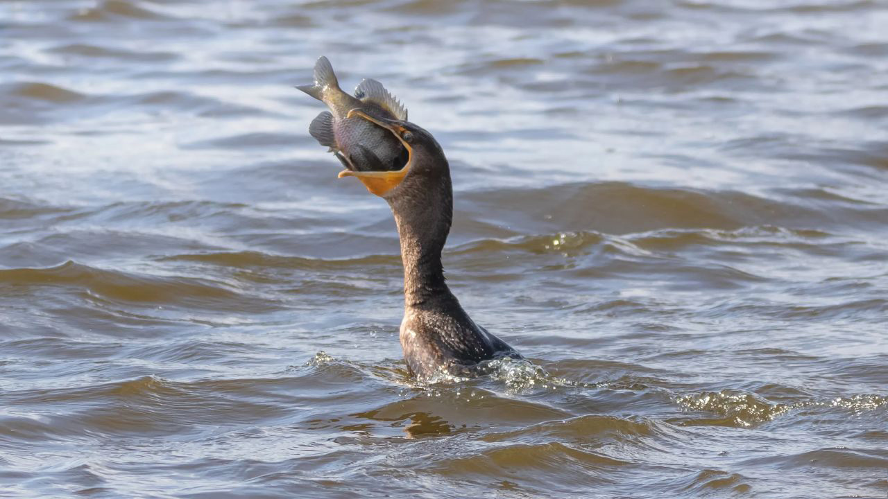 Cormorants eat fish whole, how does it digest it? - iMedia