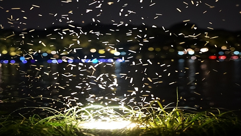 What are the flying insects that gather around light bulbs in summer ...