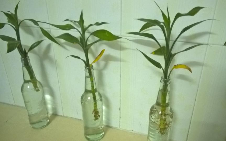 Lucky bamboo hydroponics do not pay attention to these "3 points", no ...