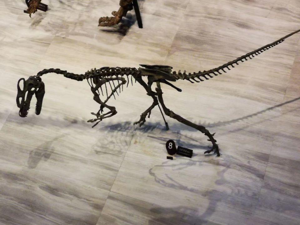 Guanlong - the old predecessor of the Cretaceous tyrant king - iNEWS