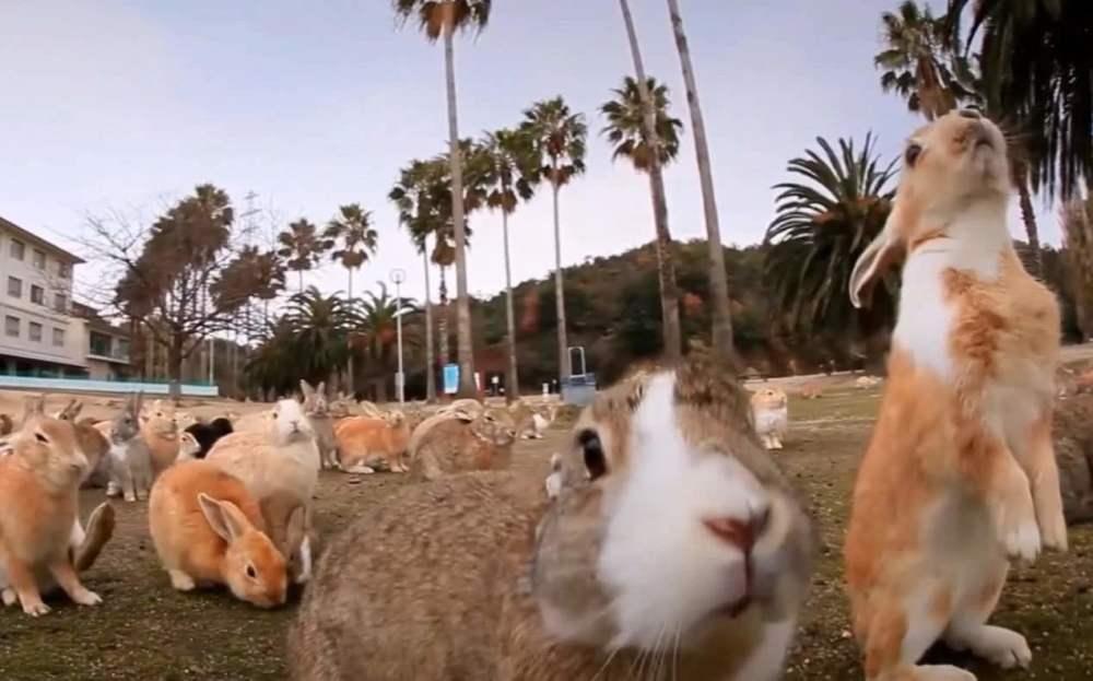 Australia and the rabbit have been fighting for hundreds of years, and ...