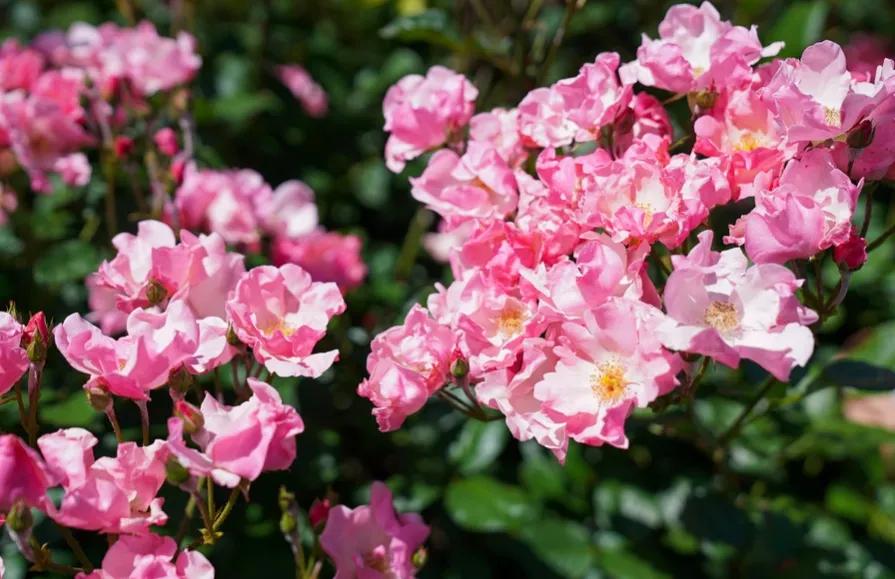 The earliest flowering rose "Else Poulsen" and its vines in history ...