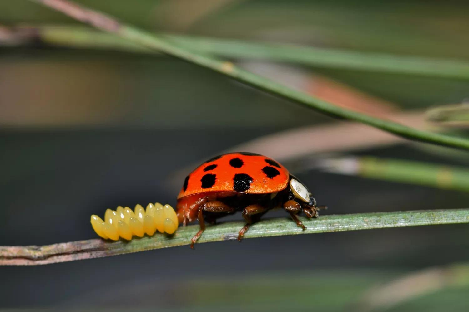 10 Interesting Facts About Ladybugs - iNEWS