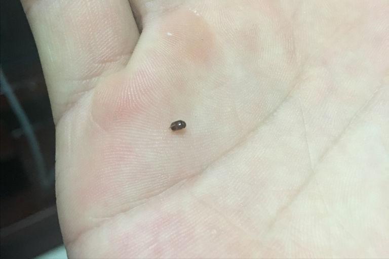 Why do smoke beetles appear on the bed? Where is the general source of ...